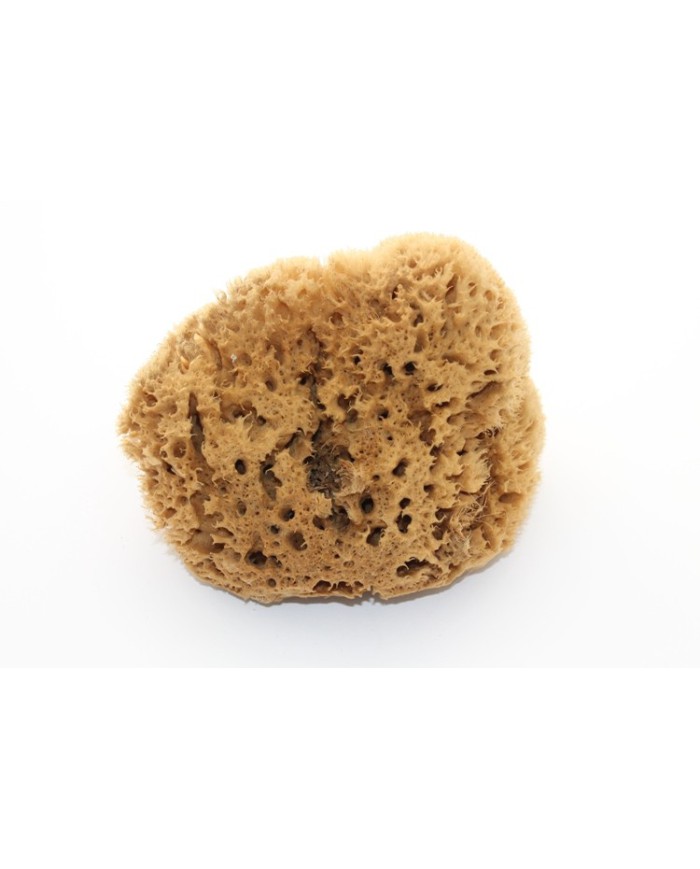 Eponge végétale naturelle dans Eponge de